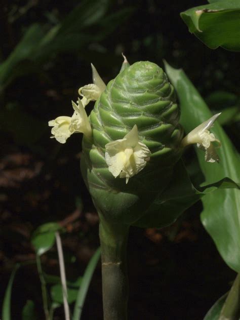 Zingiber Zerumbet Bitter Ginger Pinecone Ginger Pinecone Lily Shampoo Ginger Wild Ginger