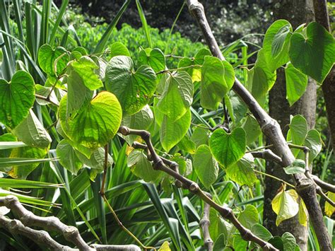 How To Mature Kava Plant How To Grow Kava Kmfp