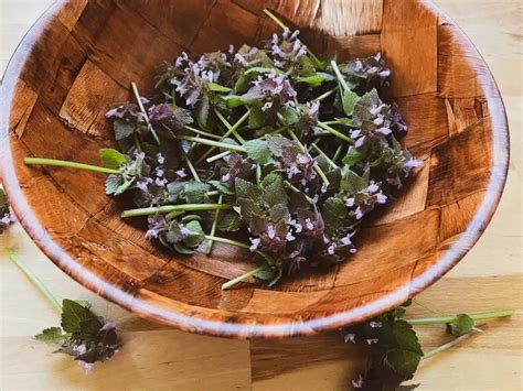 Purple Dead Nettle Health Benefits And Common Uses Green Tree Homestead