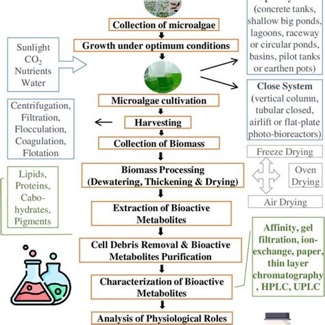 The Stepwise Illustration For Production Of Microalgae Derived Valuable Download Scientific