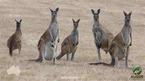 Kangaroo Facts Habitat Behavior And Conservation