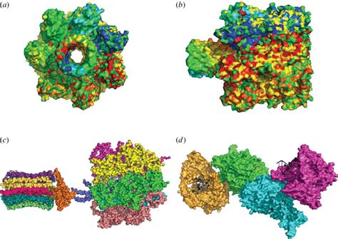 Some Macromolecules Used In Experimental Approaches To The Synthesis Of Download Scientific