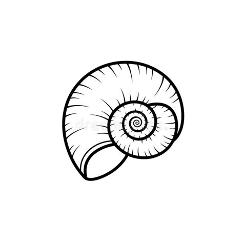 Black And White Illustration Of A Spiral Seashell With Concentric Lines