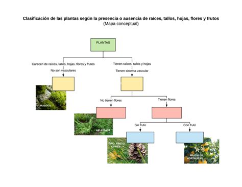 Clasificacion De Las Plantas Plantas My Xxx Hot Girl