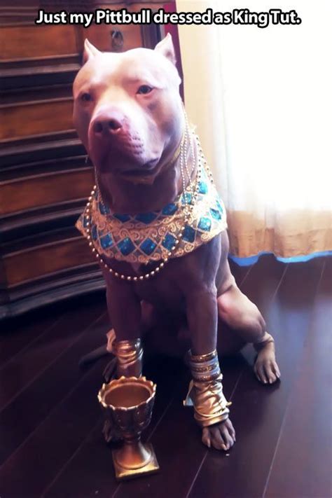 The Internets Most Asked Questions Pitbull Dog Pitbulls Funny Animals