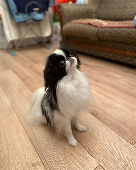 16 Facts About Raising And Training Japanese Chins Pet Reader