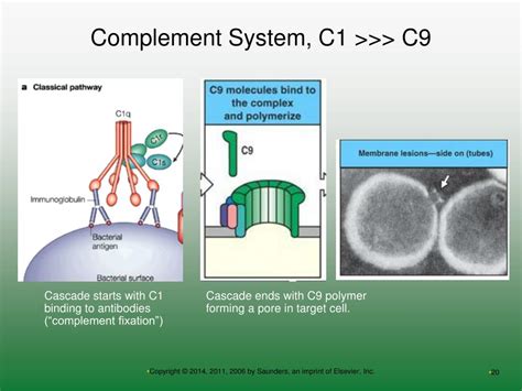 Ppt Understanding The Immune System Components And Responses To