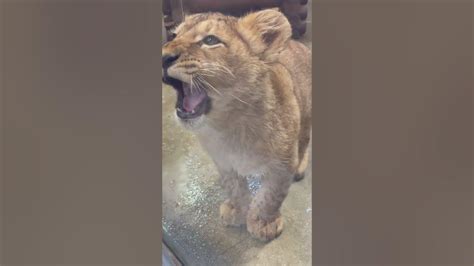 Забавный топтыжка Youtube