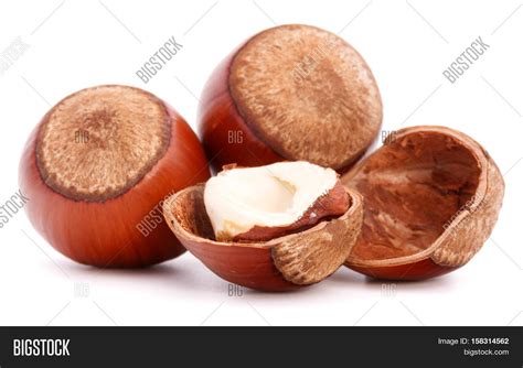 Hazelnut Filbert Nut Image And Photo Free Trial Bigstock