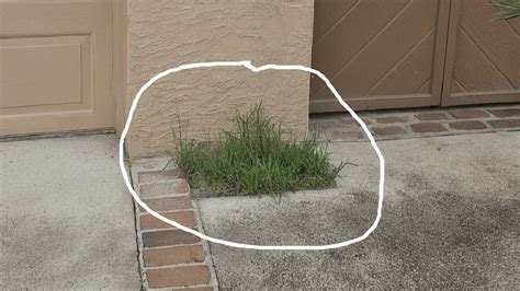 Un Carré Dherbe Entre Deux Dalles Béton Le Mystère Et Lintérêt