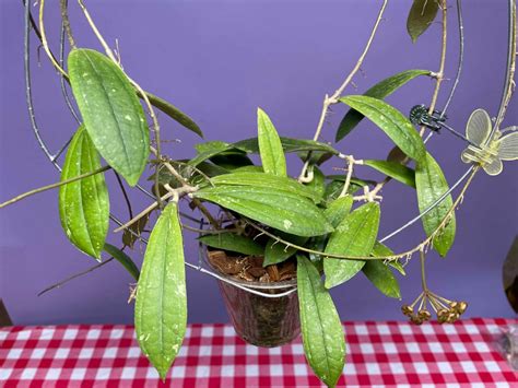 Hoya Rigidifolia Is Named For Its Very Stiff Leaves Vermont Hoyas