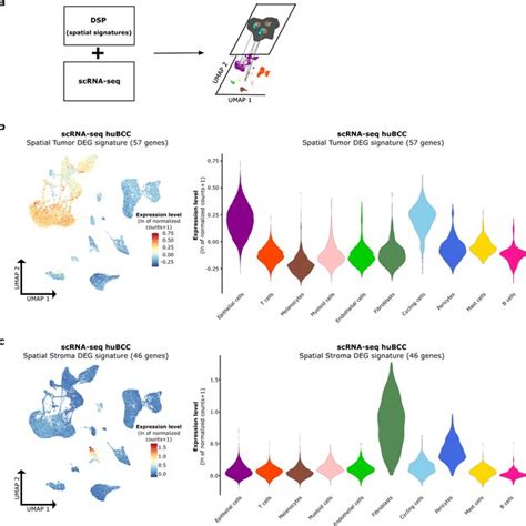 Spatial Signatures Map Cell Subtypes Composing The Tumorstroma