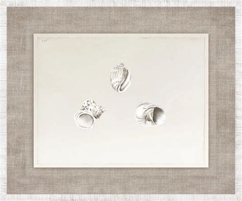 Annas Shells Iii The Guest House