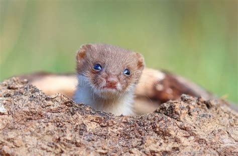 Adorable Little Common Weasel In Summer Stock Image Image Of Little
