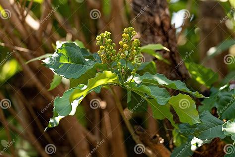 Flowering Angiosperm Tree Stock Image Image Of Glandulifera 258938571