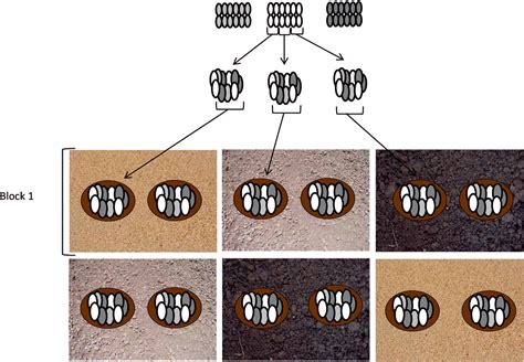 Substrate Influences Turtle Nest Temperature Incubation Period And
