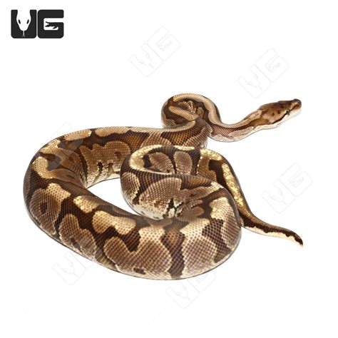 Female 2020 Hidden Gene Woma Mojave Python Regius For Sale