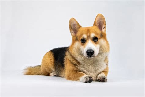 Tri Color Corgi Everything You Must Know About The Adorable 3 Colored