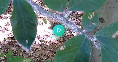 Beech Blight Aphids Yummy Album On Imgur