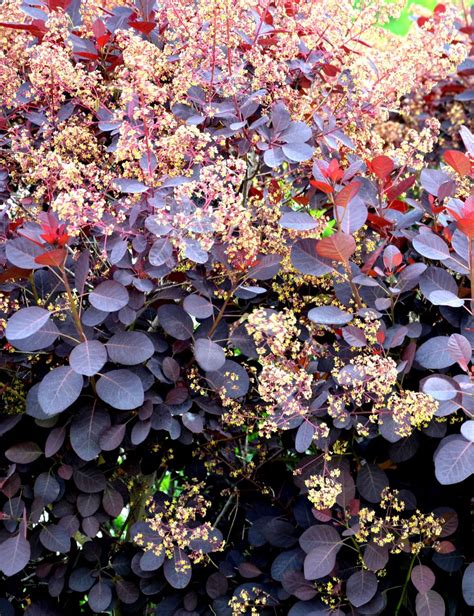 Cotinus Coggygria Royal Purple Vaso 24 Cm Vendita Piante Solopianteit