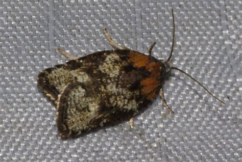 Eastern Black Headed Budworm Moth From Le Rocher Percé Qc Canada On