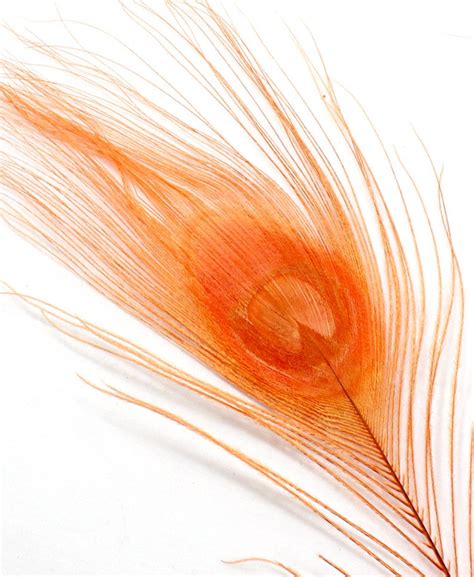 Orange Peacock Feathers 5 Dyed Bird Decoration For Making Etsy