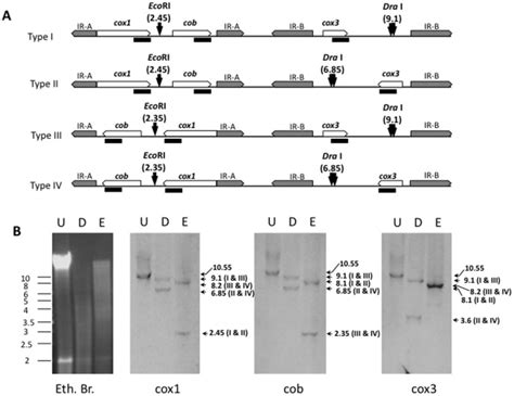 A Schematic Representation Of The Linear Configuration And The 4