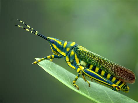 The Aak Grasshopper Indias Most Colorful Insect New And Tips