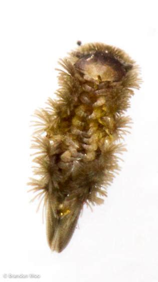 Polyxenus Bugguide Net