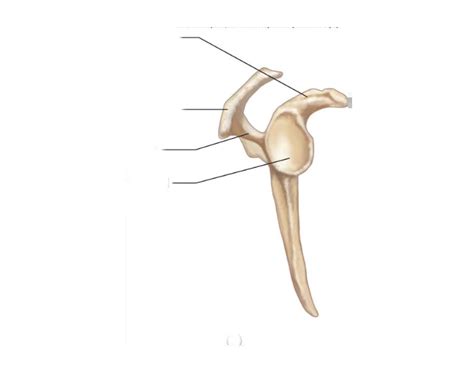 Lateral Aspect Of Right Scapula — Printable Worksheet