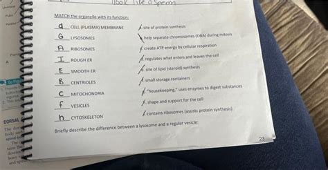 Solved 1100 K Like Asperm Match The Organelle With Its