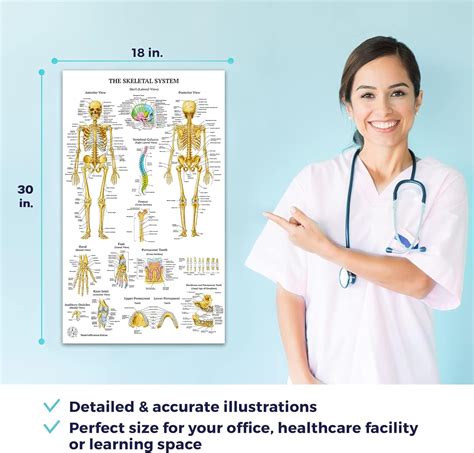 17 Human Anatomy Posters Medical Posters Australia Ubuy