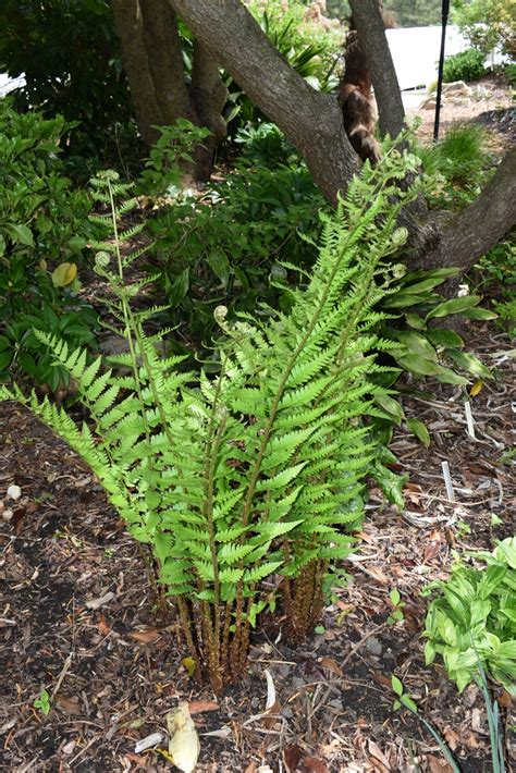 Dryopteris Celsa Log Fern North Carolina Extension Gardener Plant Toolbox