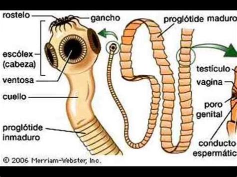 Partes De Una Tesina