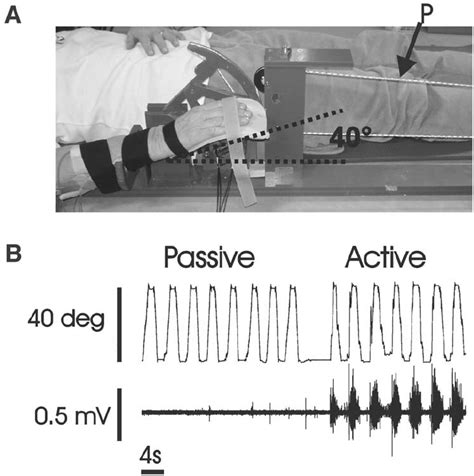 Passive Movement Paradigm A Hand Apparatus Used In Scanner Passive Download Scientific