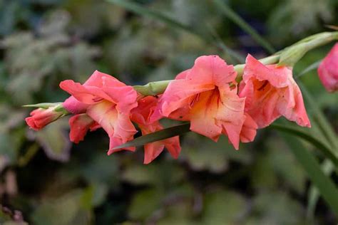 15 Loại Củ Lay Ơn ⋆ Cá Cảnh Mini