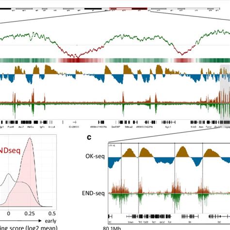 Comparison Of Replication Timing And Dna Breaks A Visualization Of