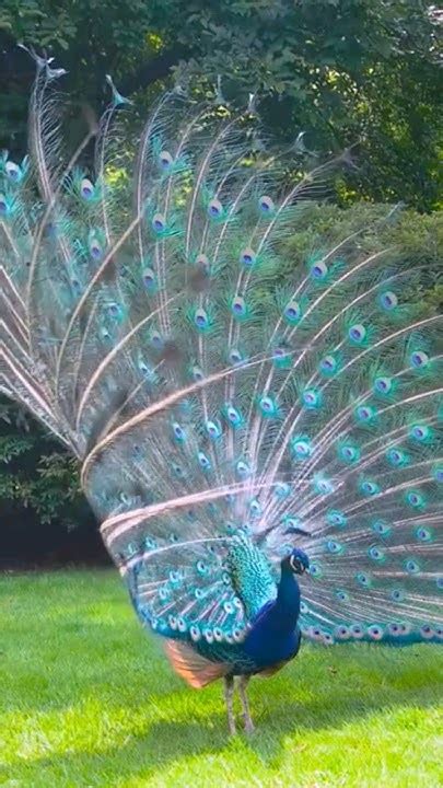 The Life Of Peacocks Behaviour Rabbit And Mating Rituals Peacocking