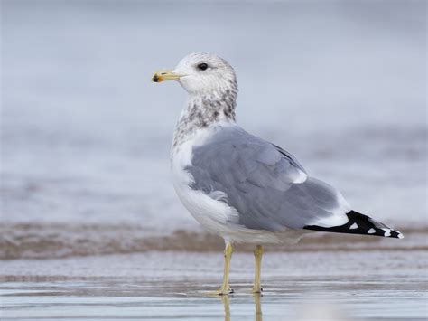 California Gull Larus Californicus Birds Of The World