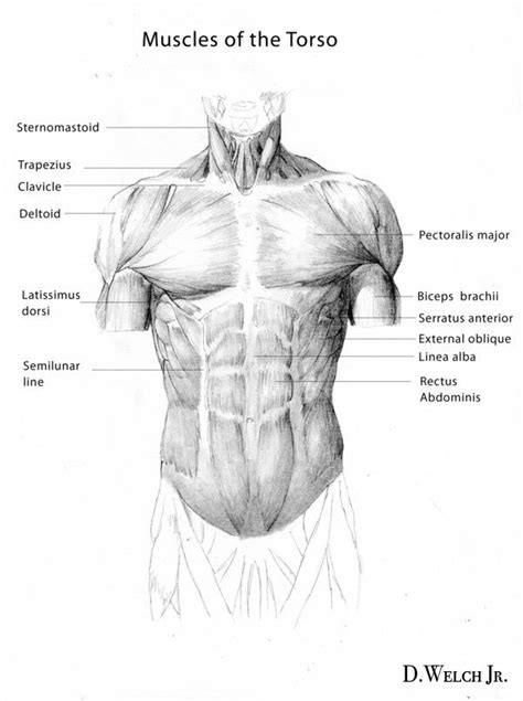 Torso Muscles By Darkkenjie On Deviantart Artofit