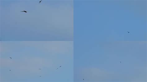 北京雨燕燕子天空鸟视频素材下载编号24197566光厂vj师网