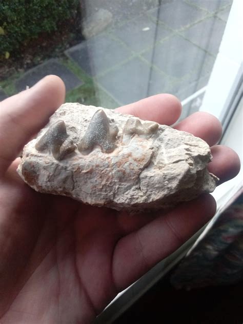 My Hyaenodon Jaw Rnaturewasmetal