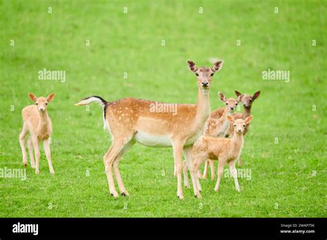 European Fallow Deer Dama Dama Mother With Her Fawns Walking On A