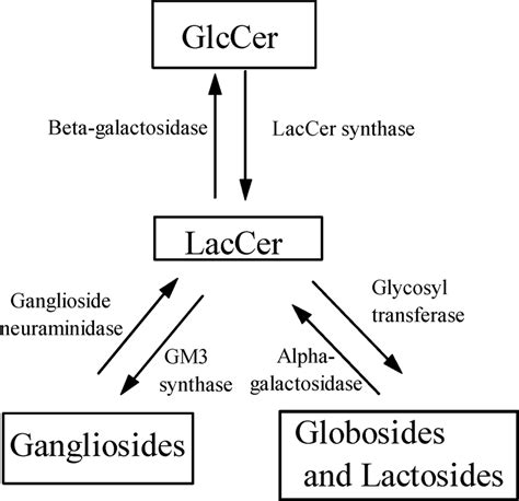 Diagram Showing The Central Role Of Lactosylceramide In Sphingolipid