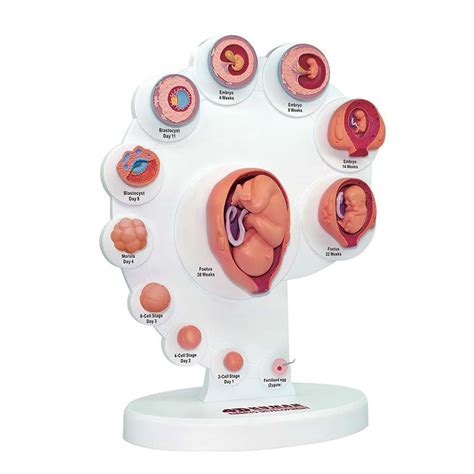 Buy 4d Fetus Organ Growth Process Model Fetus Uterine Embryo