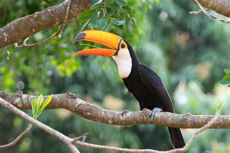 Wildlife Of Iguazu Falls Brazil And Argentina