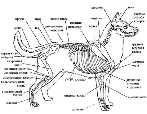 Скелет собаки Ответы Mail