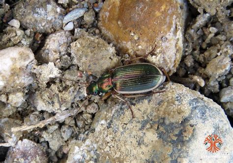 Chlaenius Spoliatus P Rossi 1792