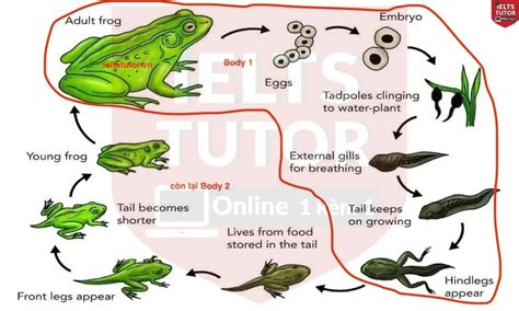 Phân tích đề The diagram shows the the life cycle of a