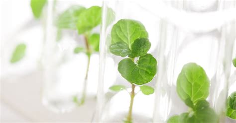 Fertilizer Testing Sgs Brazil